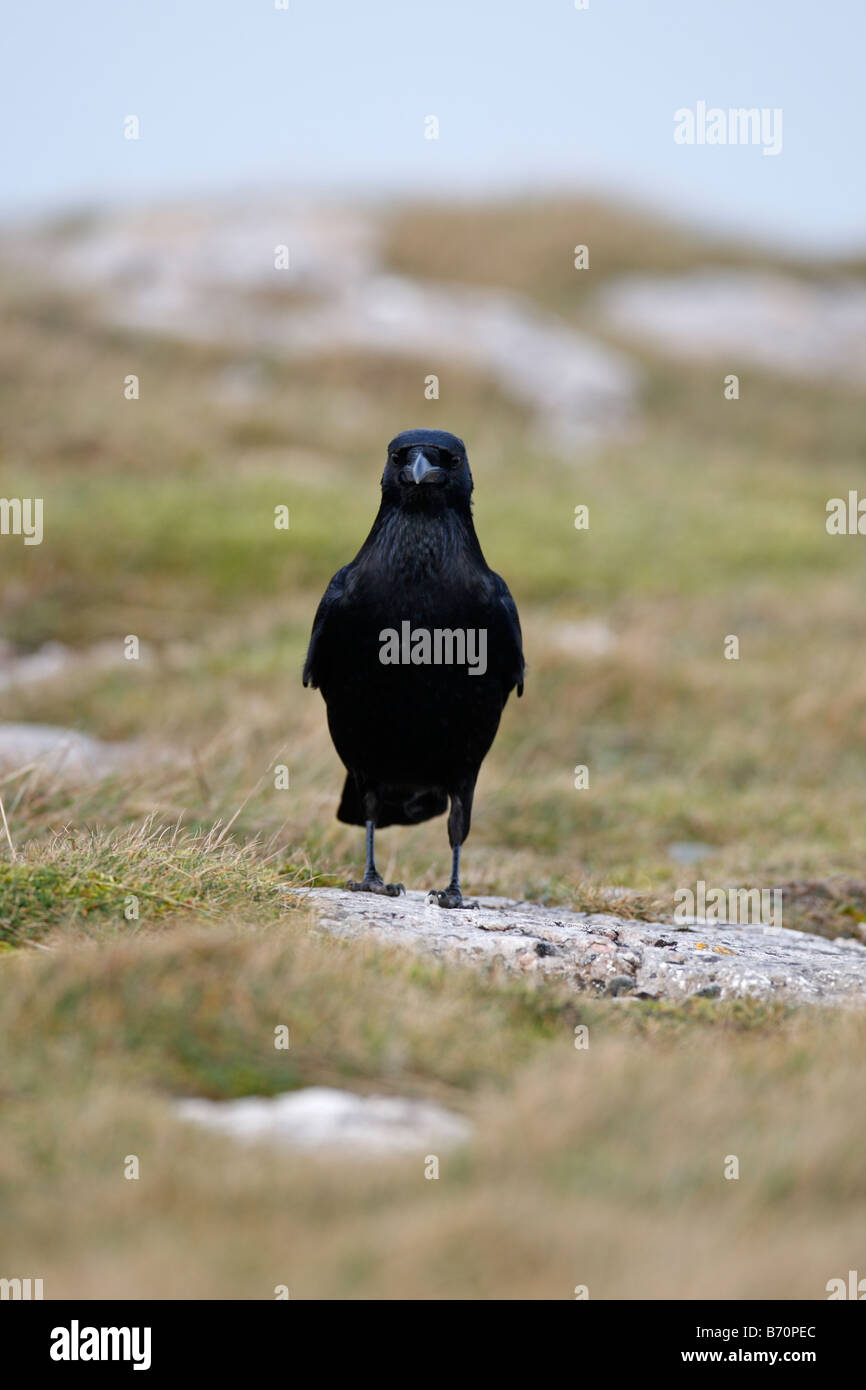 The crow rock hi-res stock photography and images - Alamy