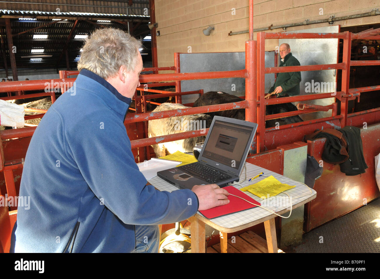 Livestock handler at auction mart using computer to enter cattle ear ...