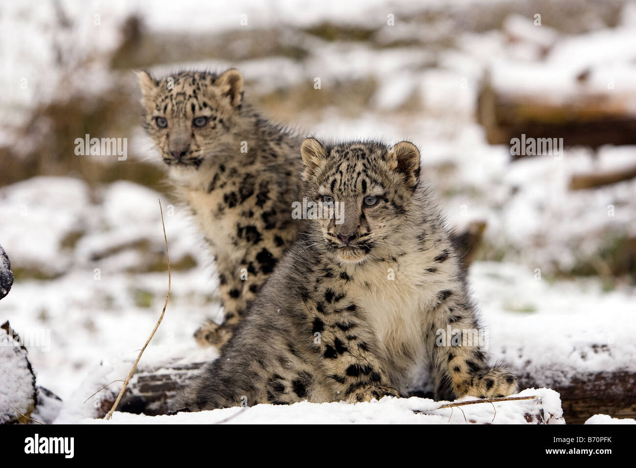 Pair of snow leopard cubs hi-res stock photography and images - Alamy