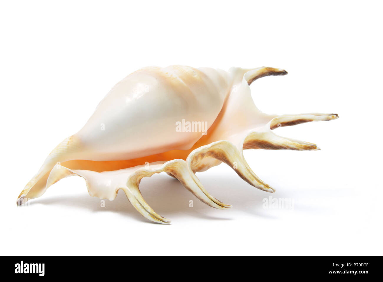 Spider Conch Seashell Stock Photo - Alamy