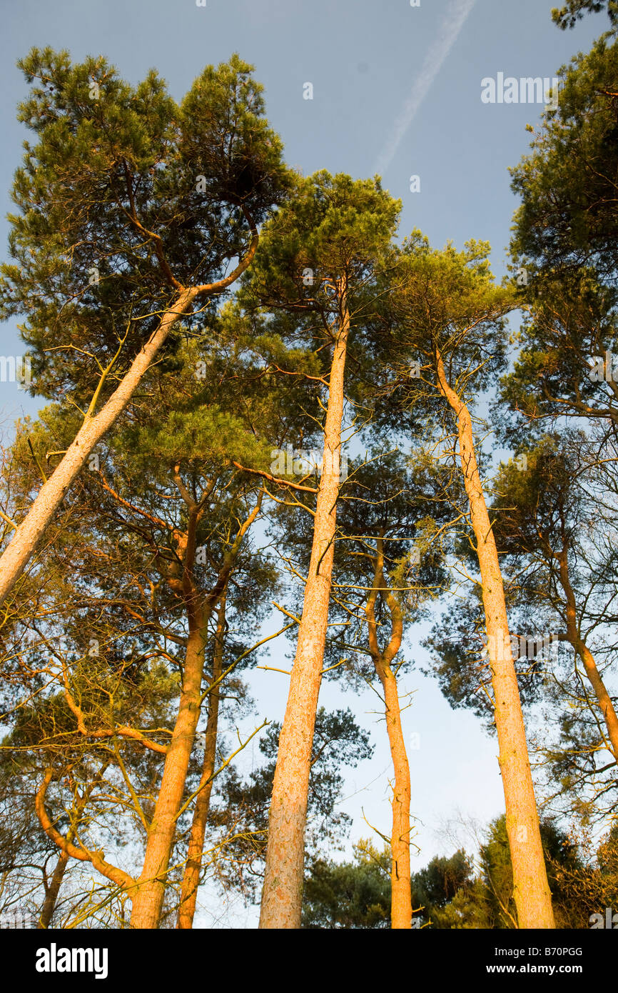 Scots Pine Canopy High Resolution Stock Photography and Images - Alamy