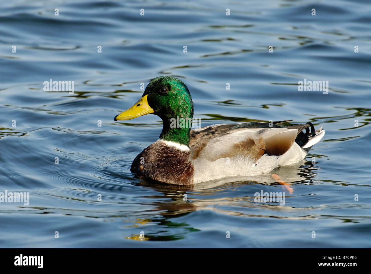 Drake duck bird hi-res stock photography and images - Alamy