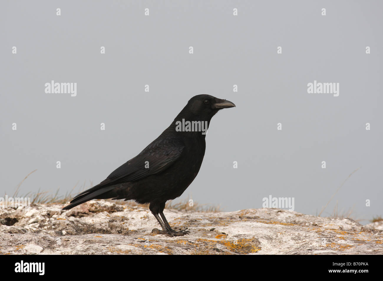 Crow on pavement hi-res stock photography and images - Alamy