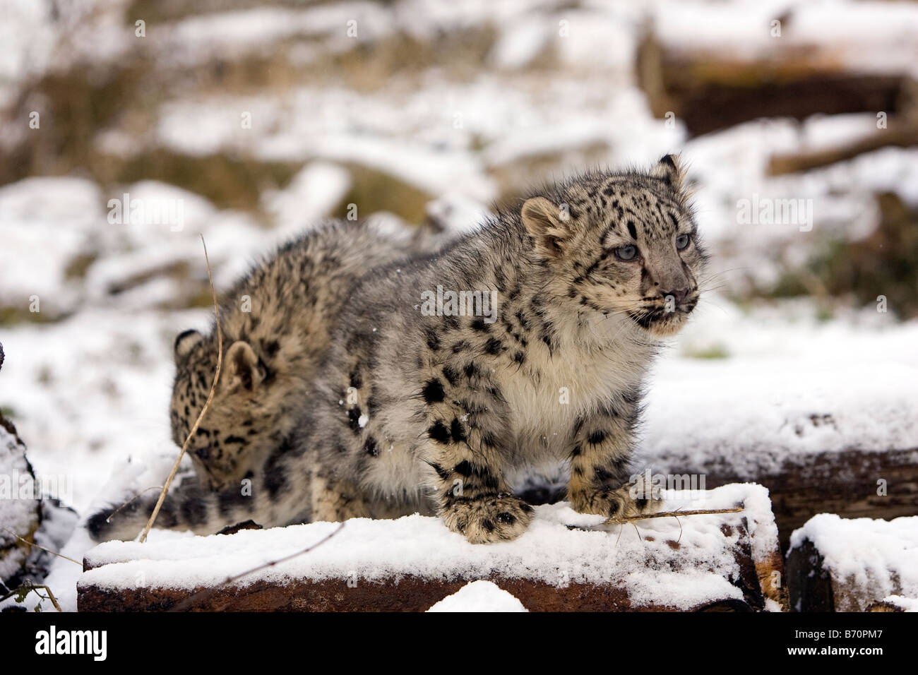 Snow Leopard Cubs in the snow Stock Photo - Alamy