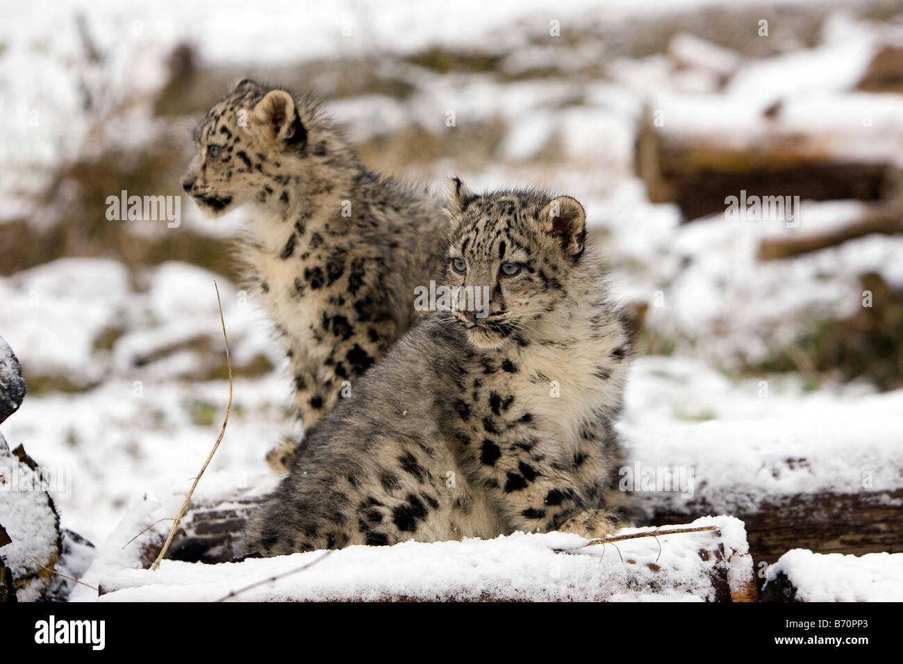 Baby snow leopard hi-res stock photography and images - Alamy