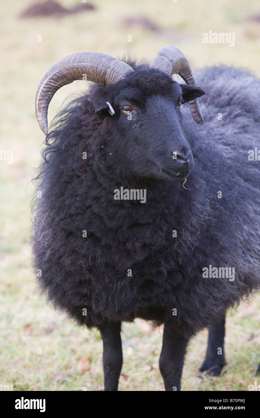 Black sheep of the family hi-res stock photography and images - Alamy