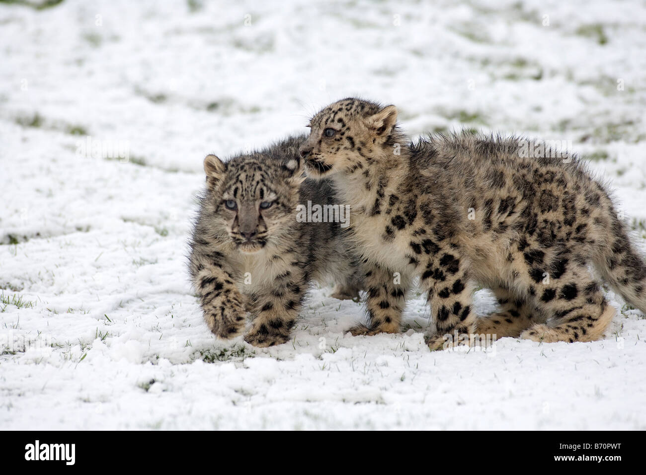 Pair of snow leopard cubs hi-res stock photography and images - Alamy