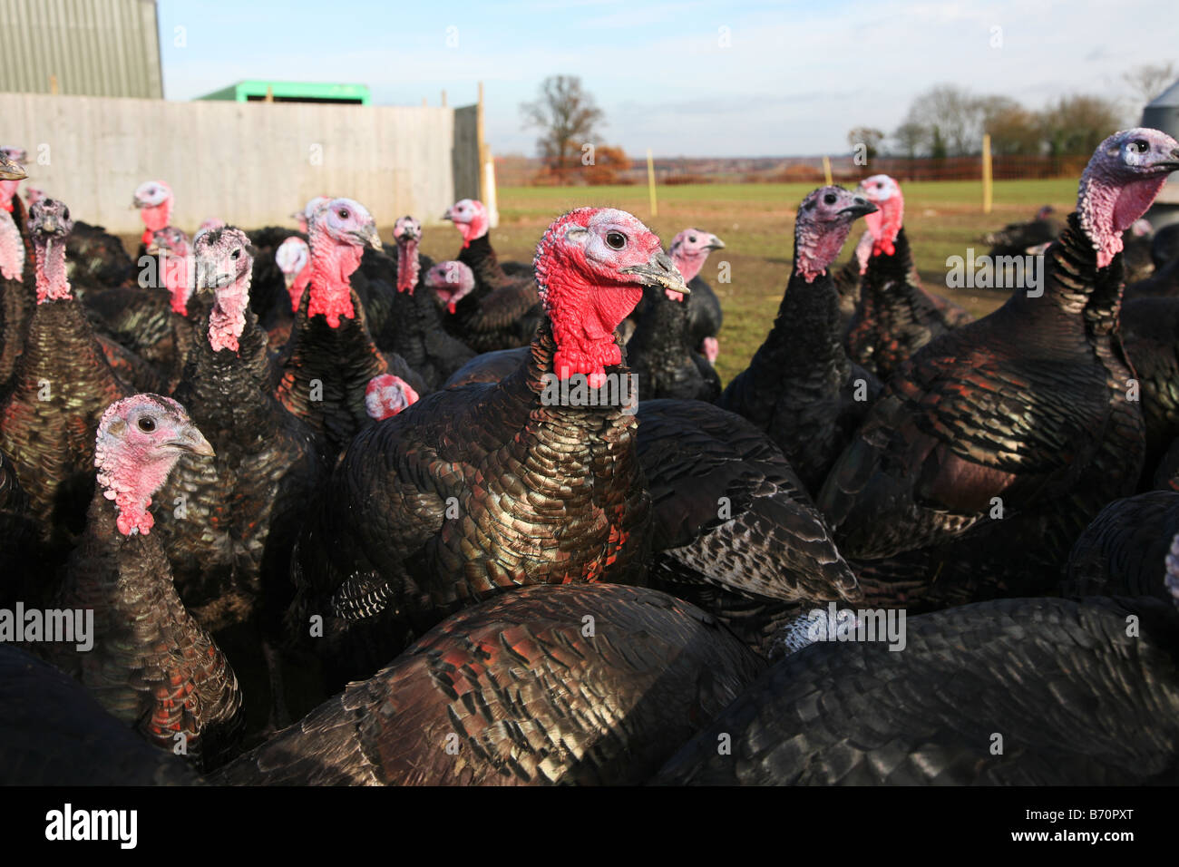 Free Range Organic Turkey Farms