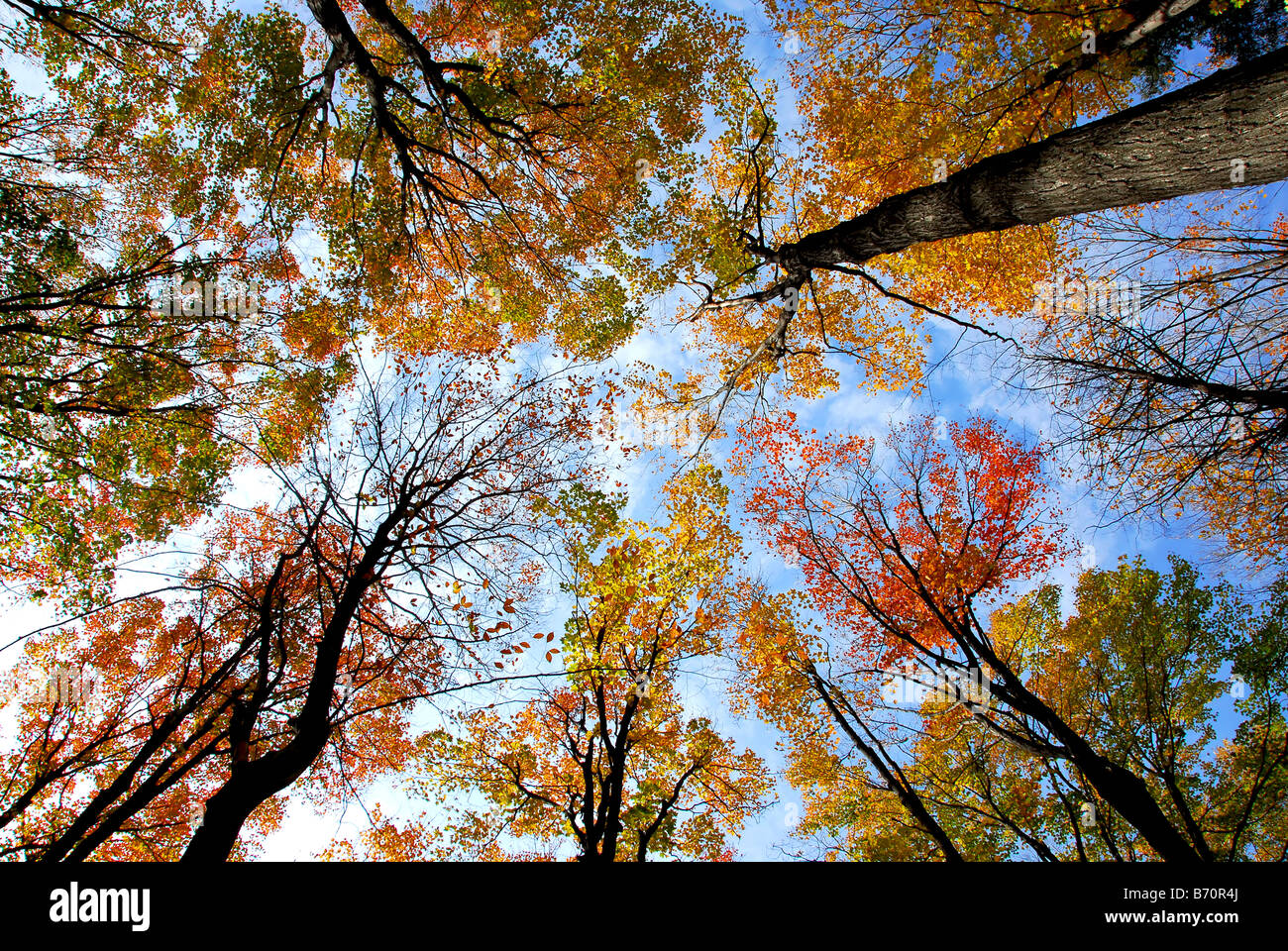 Tops trees yellow leaves hi-res stock photography and images - Alamy