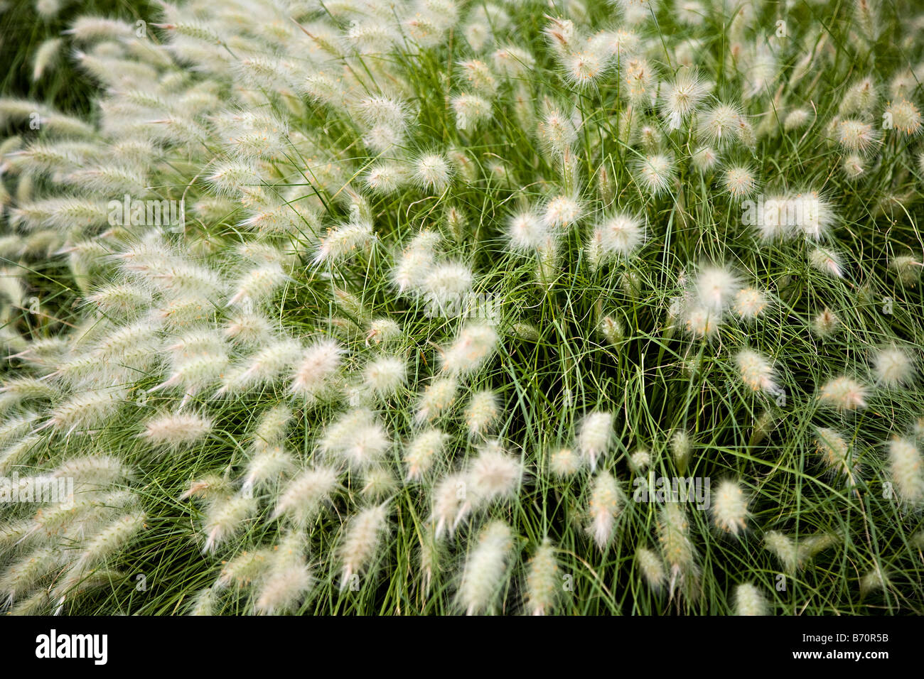 Tuft flower hi-res stock photography and images - Alamy