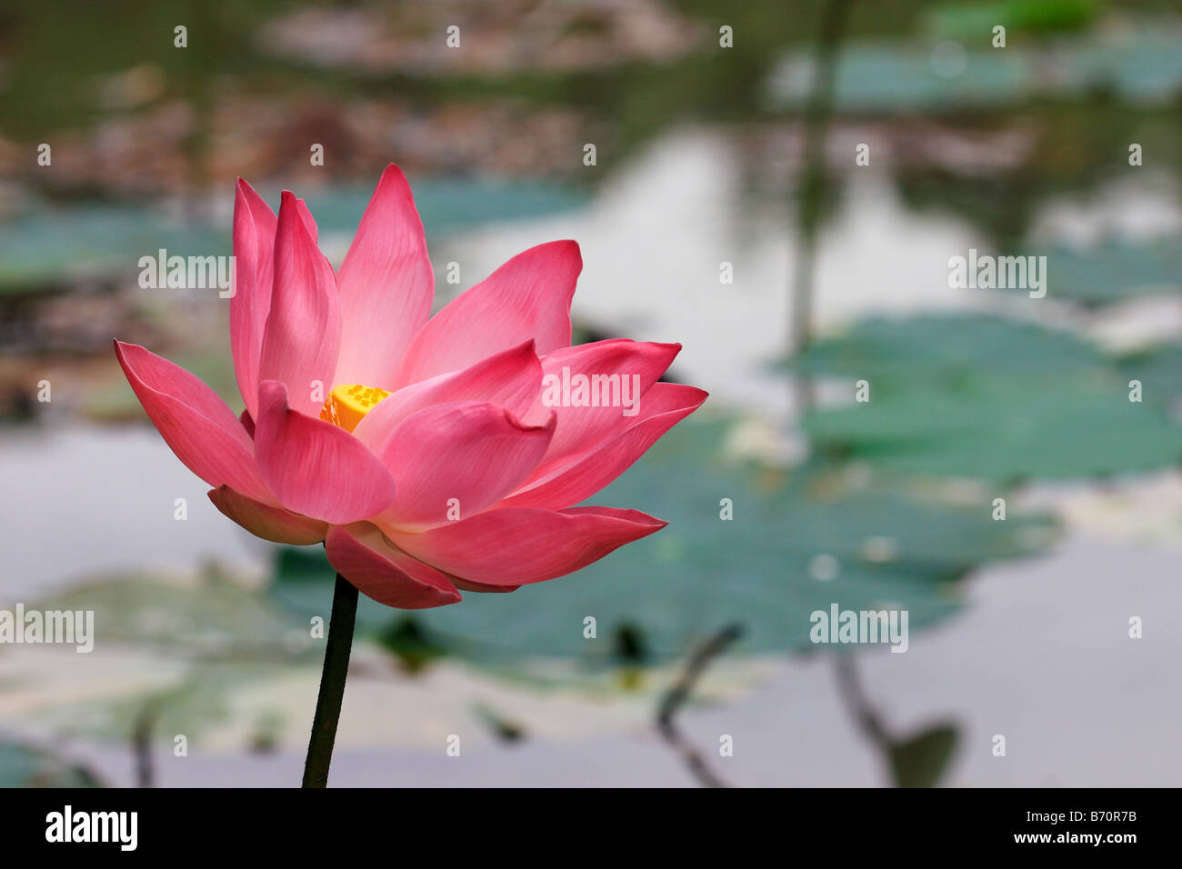 Wild bloom Lotus Flower Stock Photo - Alamy