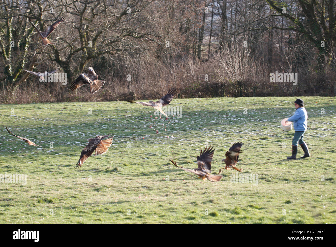 Red kites hi-res stock photography and images - Alamy