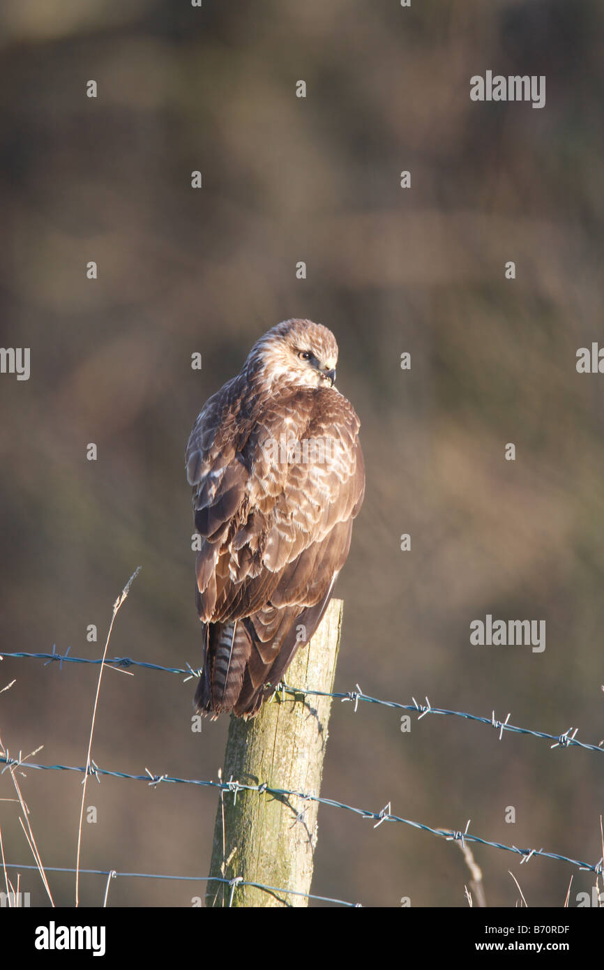 Buzzard on fence post hi-res stock photography and images - Alamy