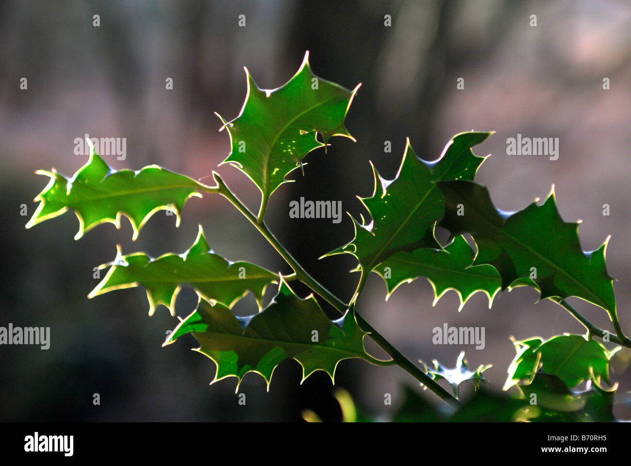 holly branch in winter with low sunlight Stock Photo - Alamy