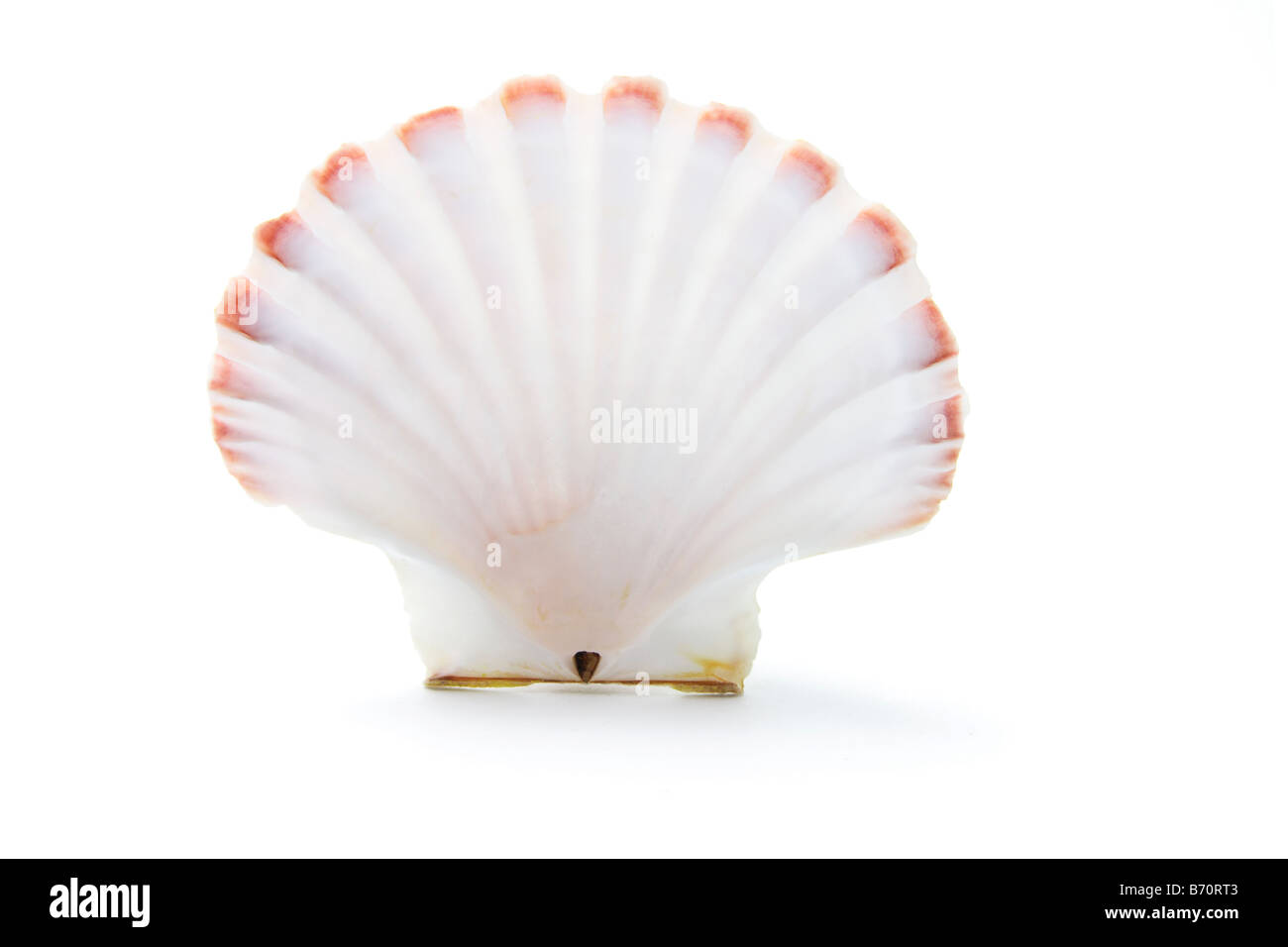 Scallop shell cut out hi-res stock photography and images - Alamy