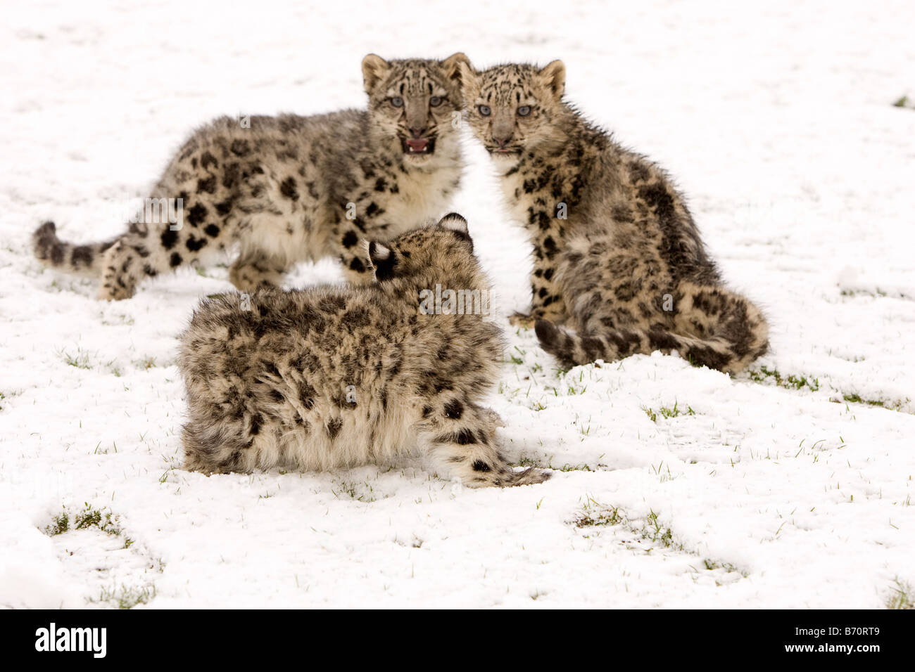 Pair of snow leopard cubs hi-res stock photography and images - Alamy