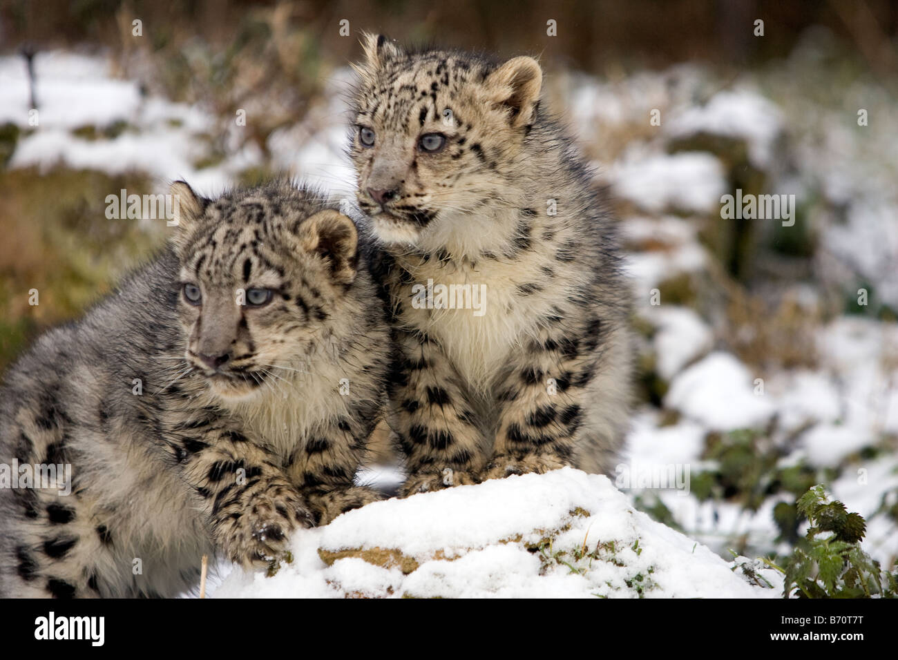 Snow Leopard Cubs in the snow Stock Photo - Alamy