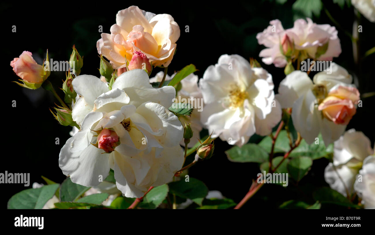 Shrub rose Penelope in flower in a city cottage garden Stock Photo - Alamy