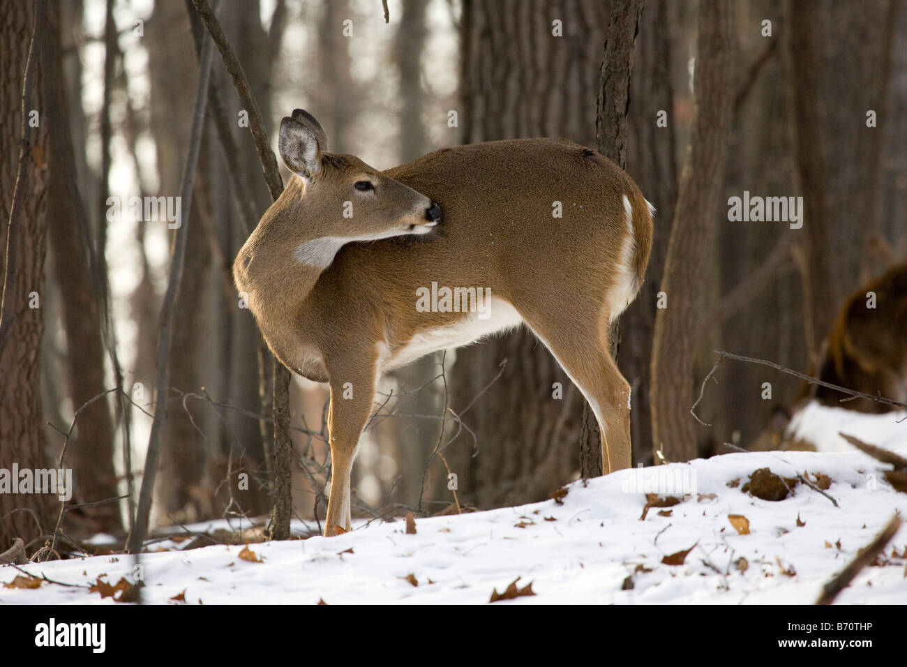 Whitetail deer grooming herself Stock Photo - Alamy
