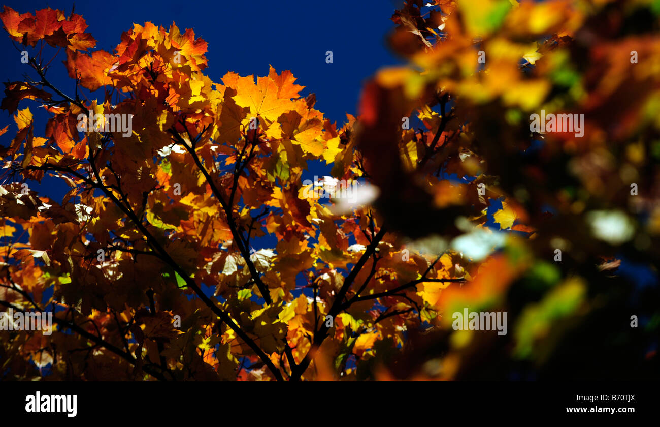 Autumn leaves in sunshine Stock Photo - Alamy