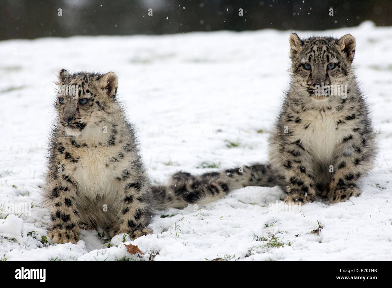 Snow Leopard Cubs in the snow Stock Photo - Alamy