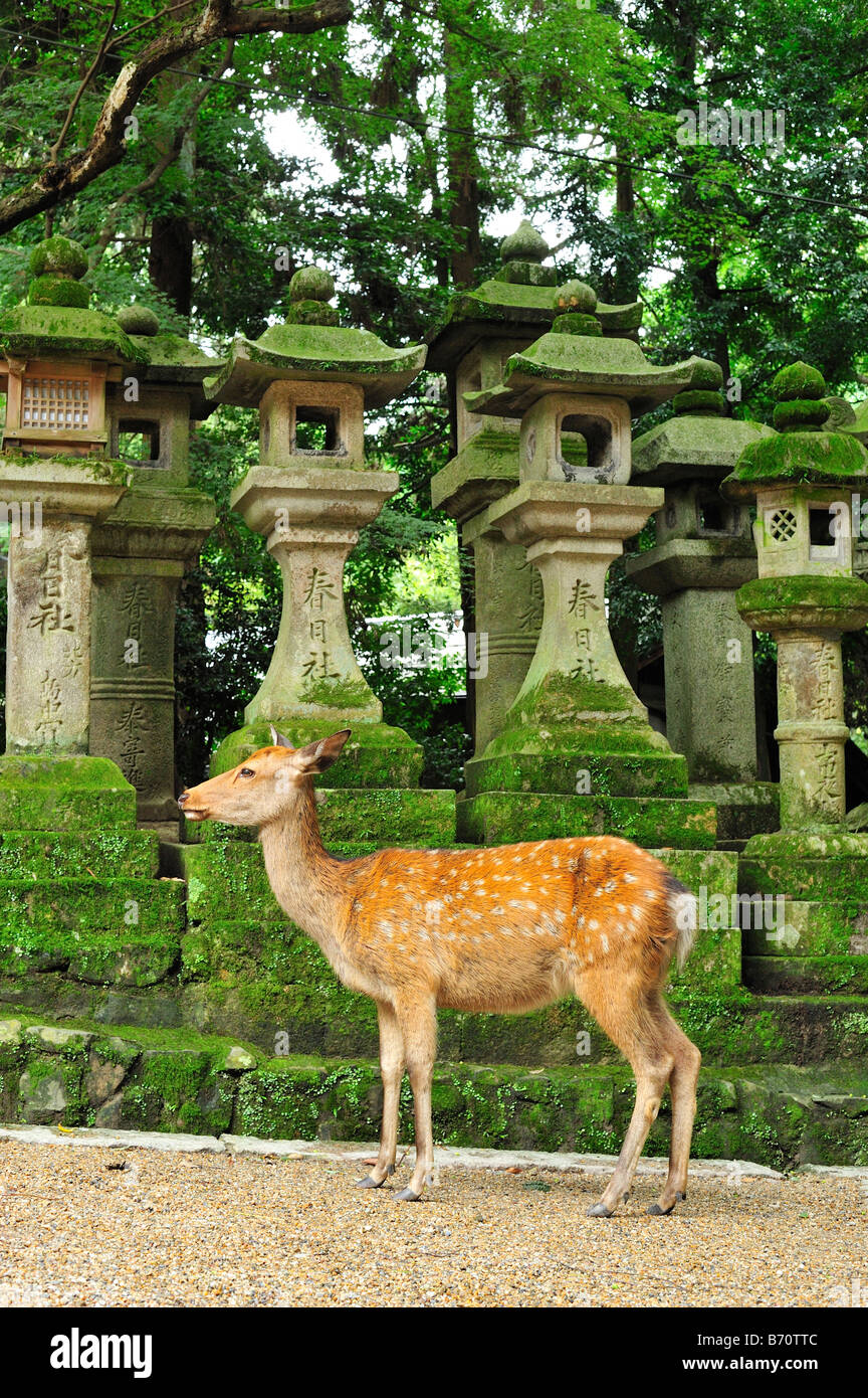 Nara Koen, Nara City, Nara Prefecture, Kansai, Honshu, Japan Stock ...