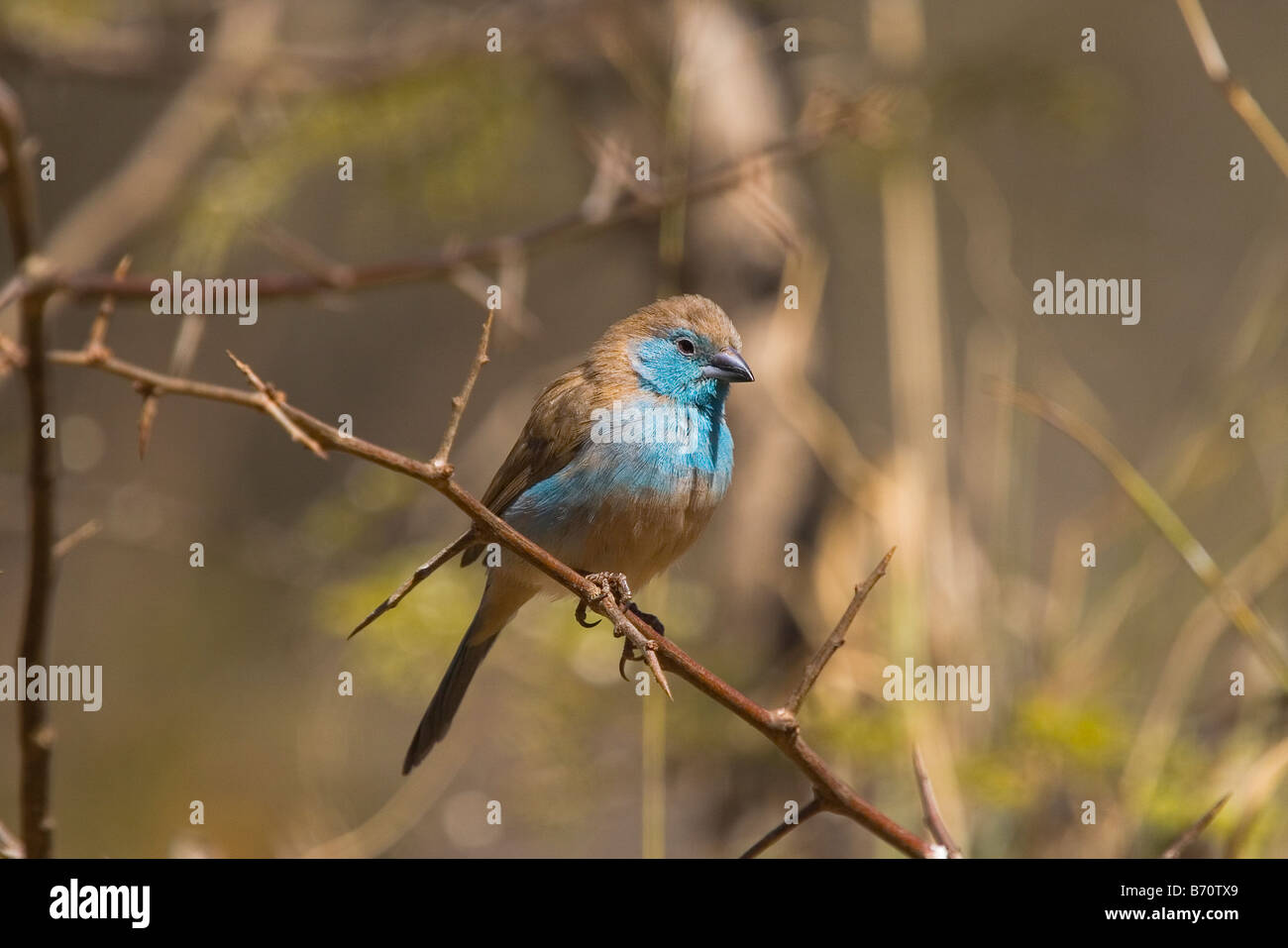 A blue waxbill Uraeginthus angolensis Stock Photo - Alamy