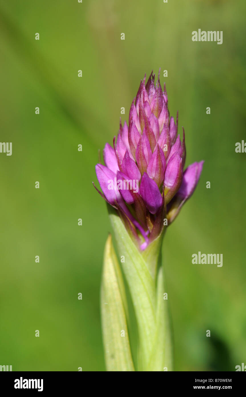 Pyramidal Orchid flower buds Stock Photo - Alamy