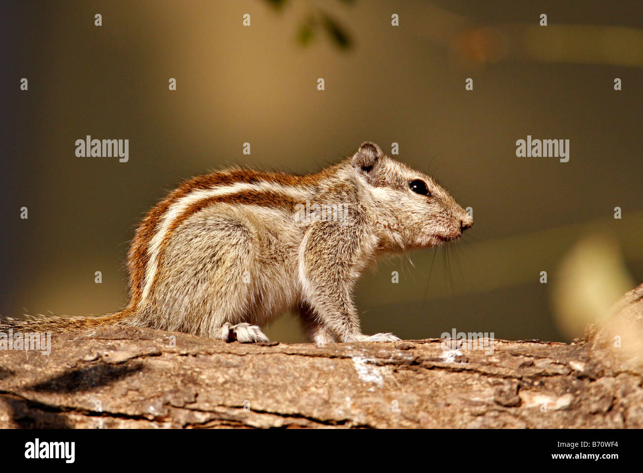 Indian Palm squirrel or Five striped Palm squirrel Funambulus pennanti ...