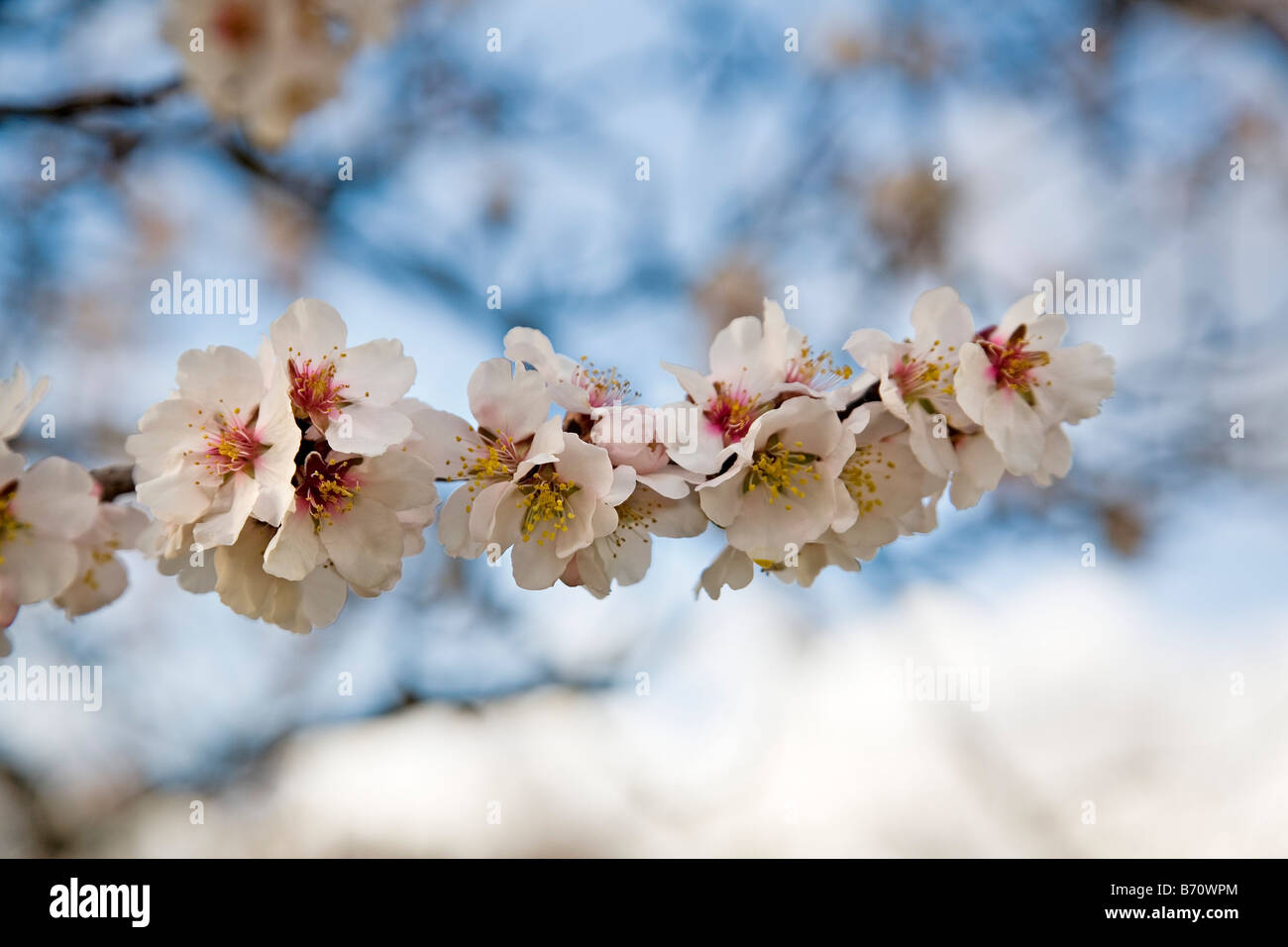 Paisajes almendros en flor hi-res stock photography and images - Alamy