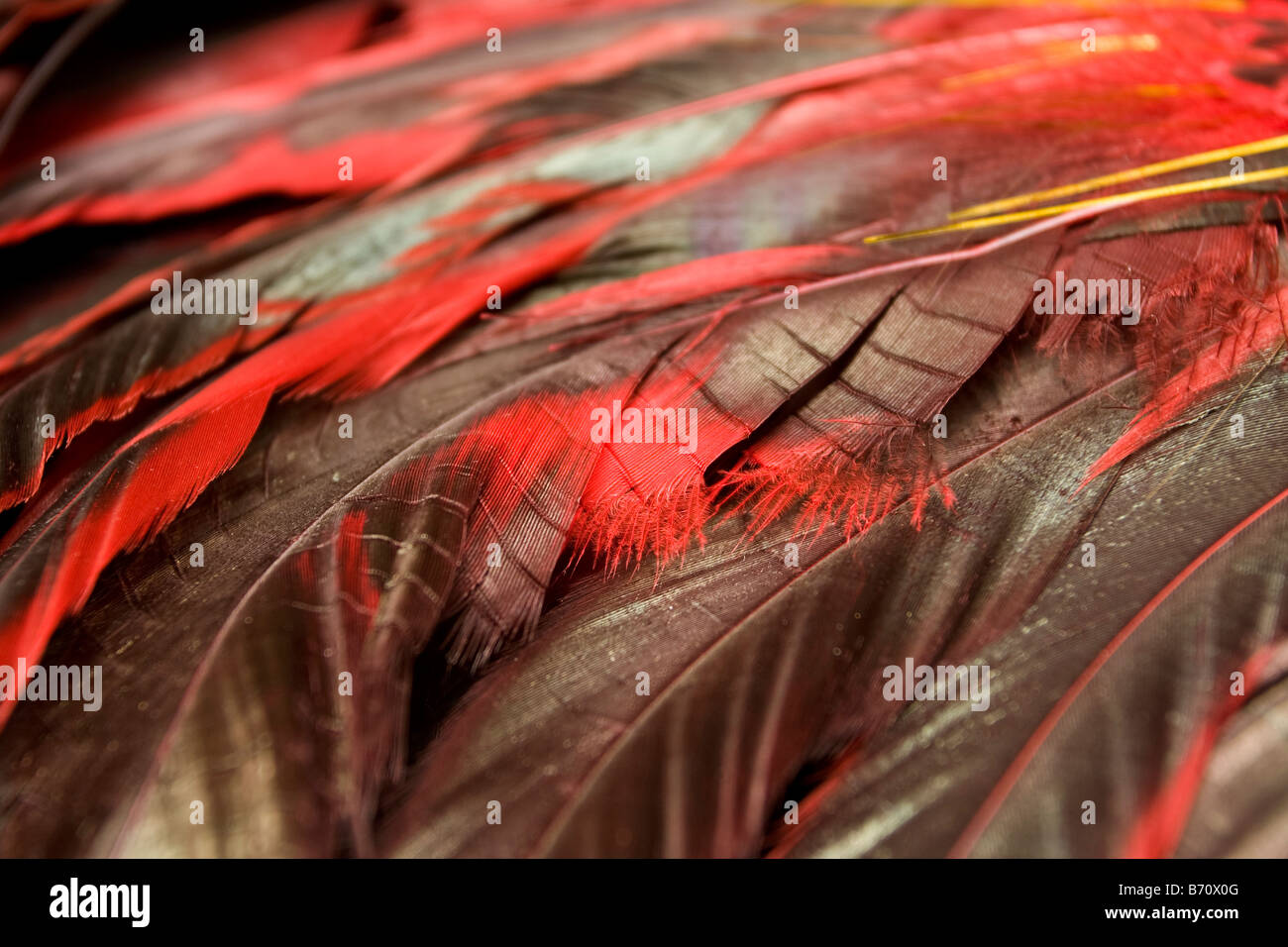 Waterproofing Feathers High Resolution Stock Photography and Images - Alamy