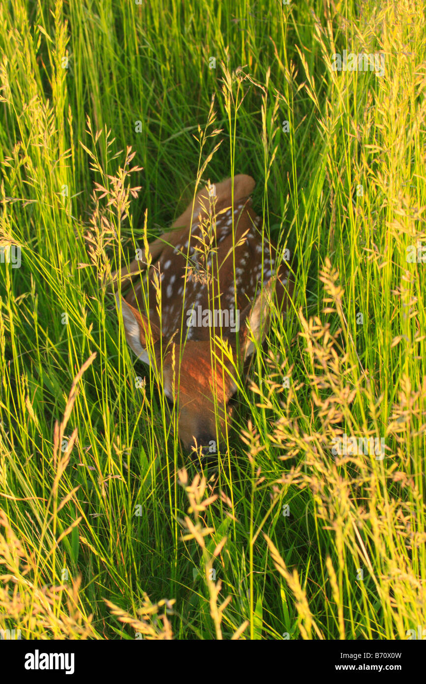 Bedded fawn hi-res stock photography and images - Alamy