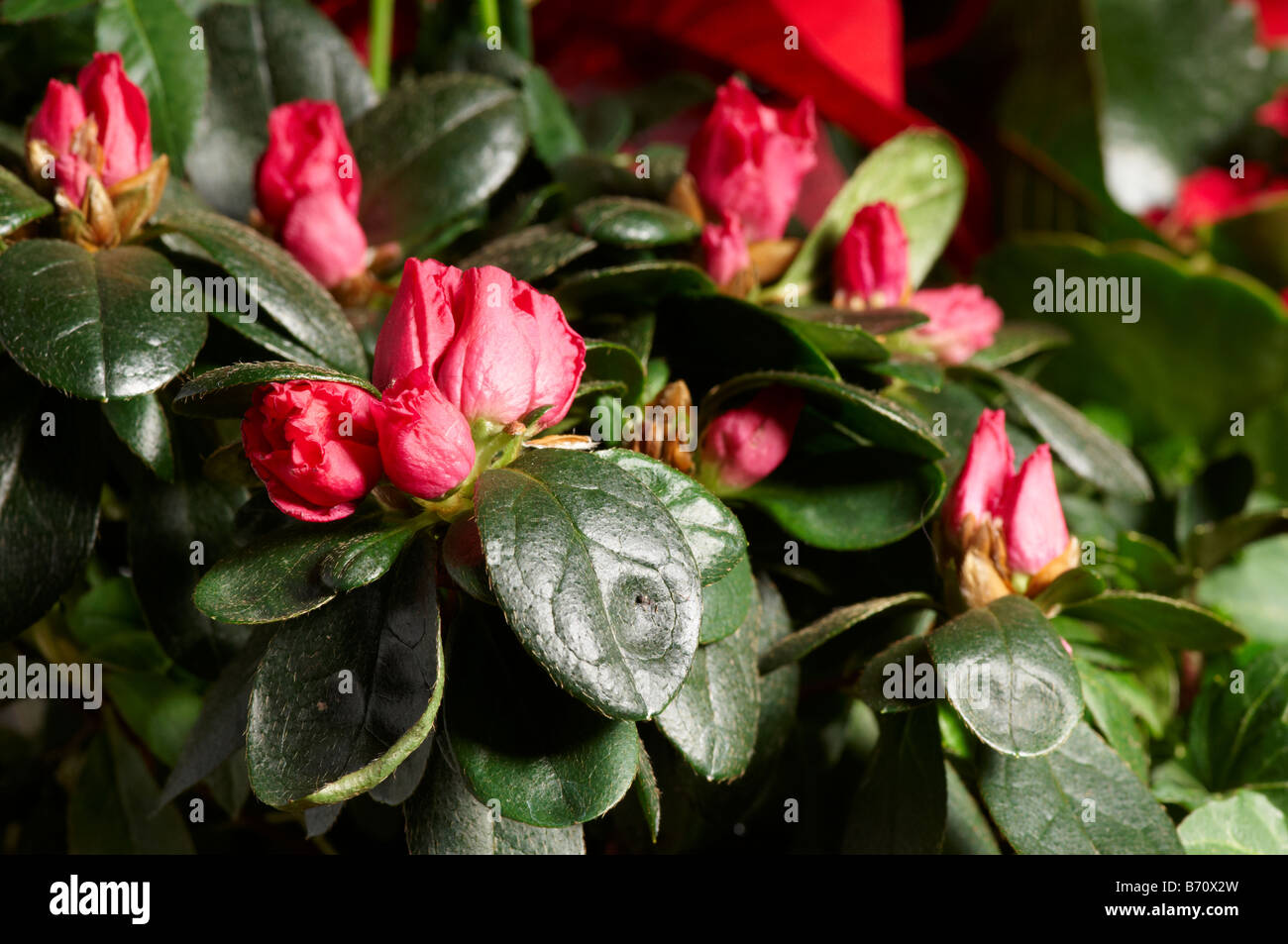 Still life of red Christmas plant in basket Azalea. Interflora gift ...