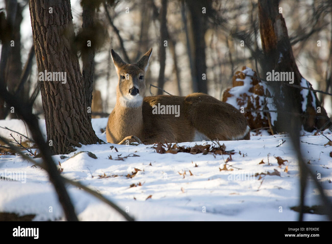 Whitetail deer bedded in snow Stock Photo - Alamy