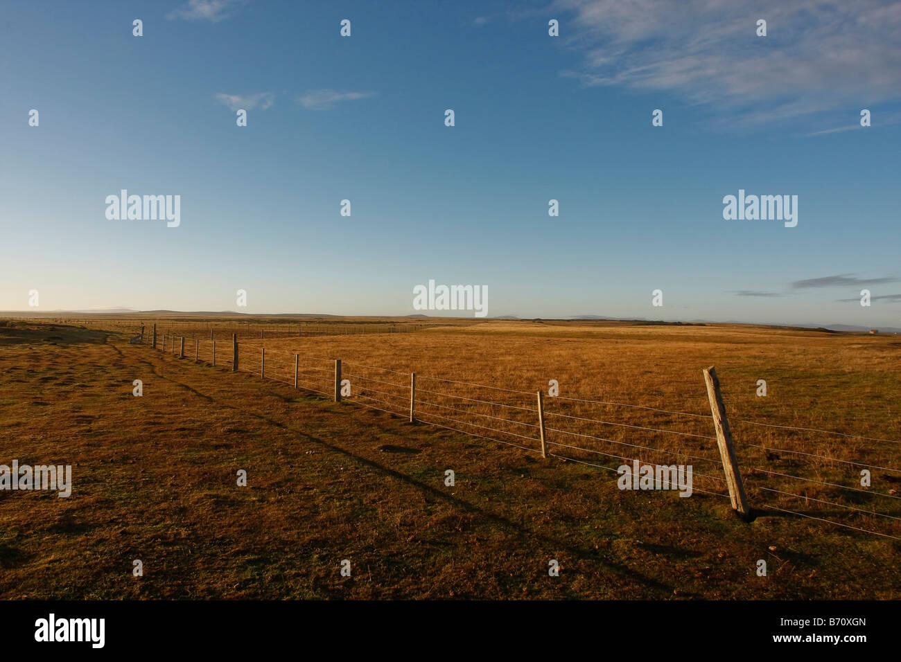 Pebble island falklands sheep hi-res stock photography and images - Alamy