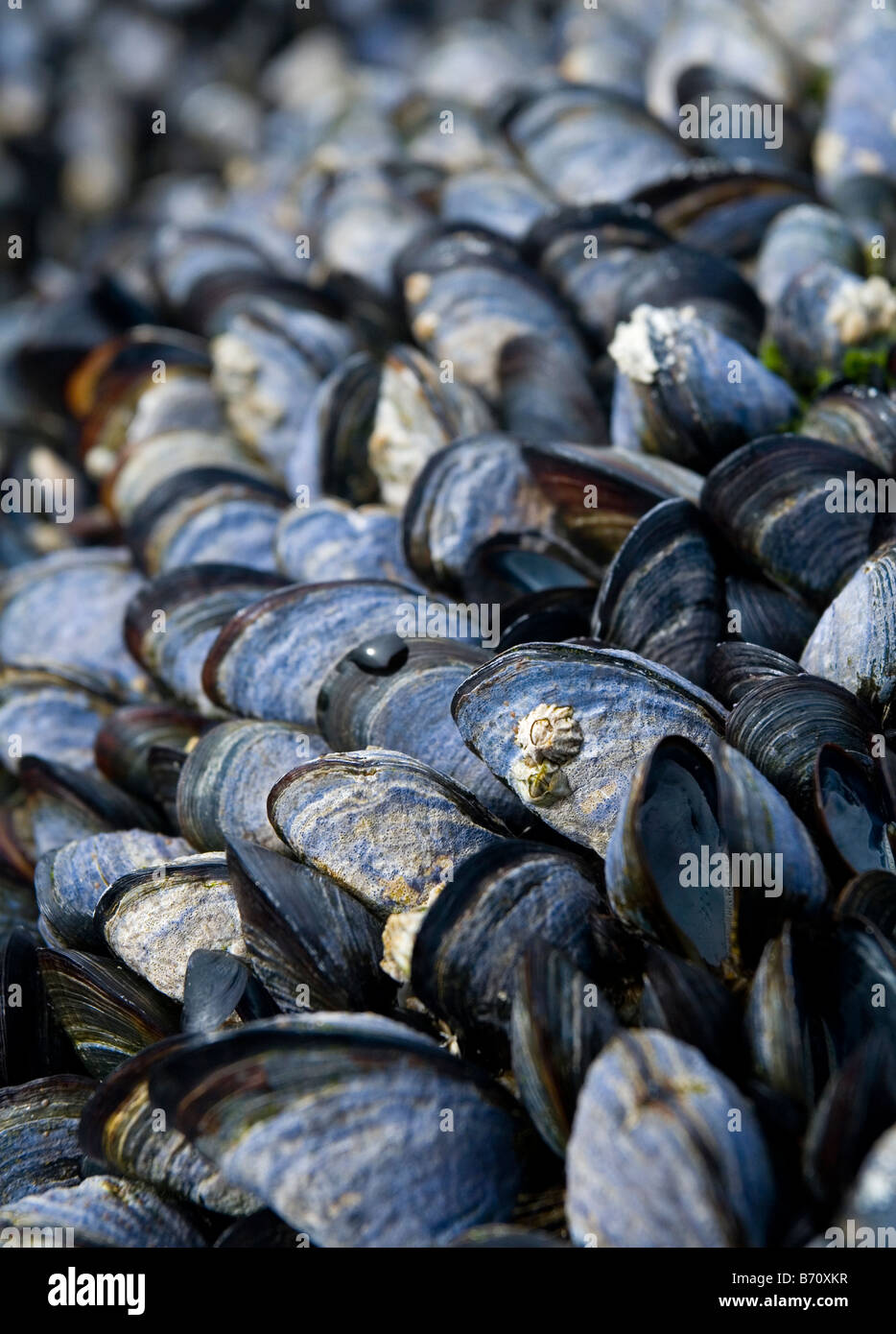 Mussels growing hi-res stock photography and images - Alamy