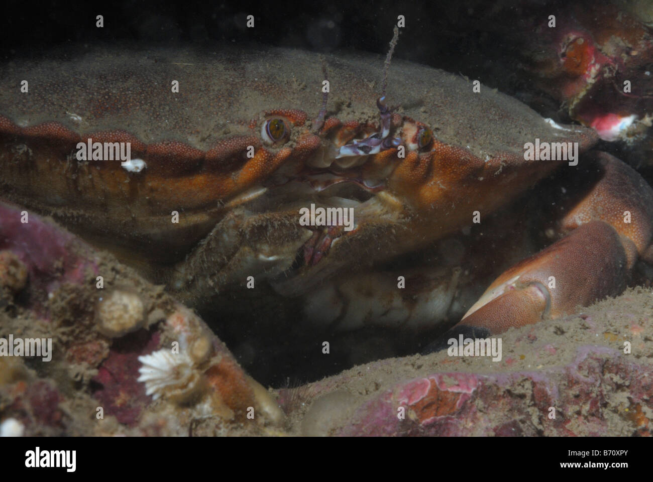 Cancer pagurus hi-res stock photography and images - Alamy