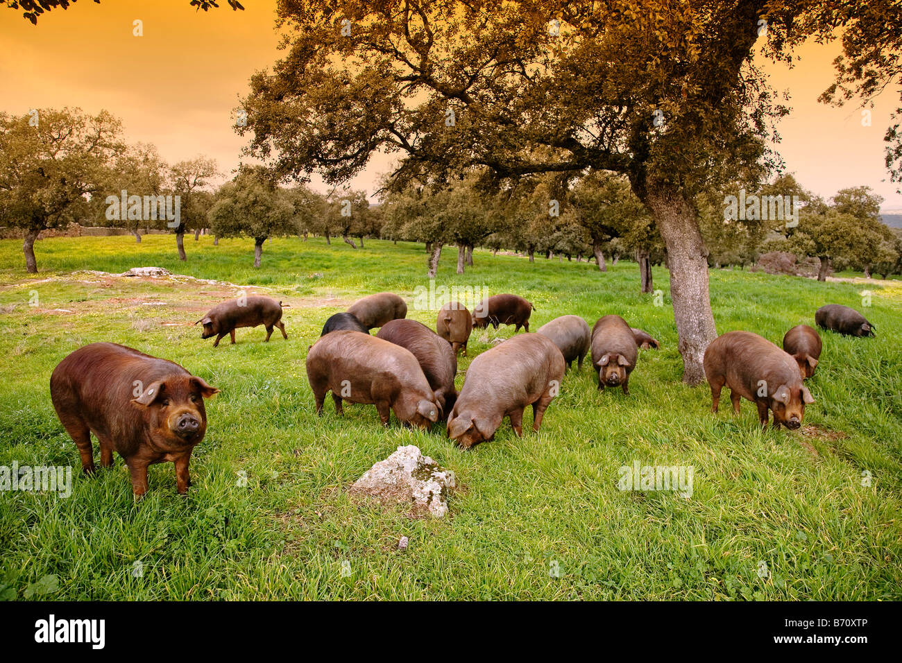 Iberian pigs in an oak forest in the valle de los Pedroches villanueva ...
