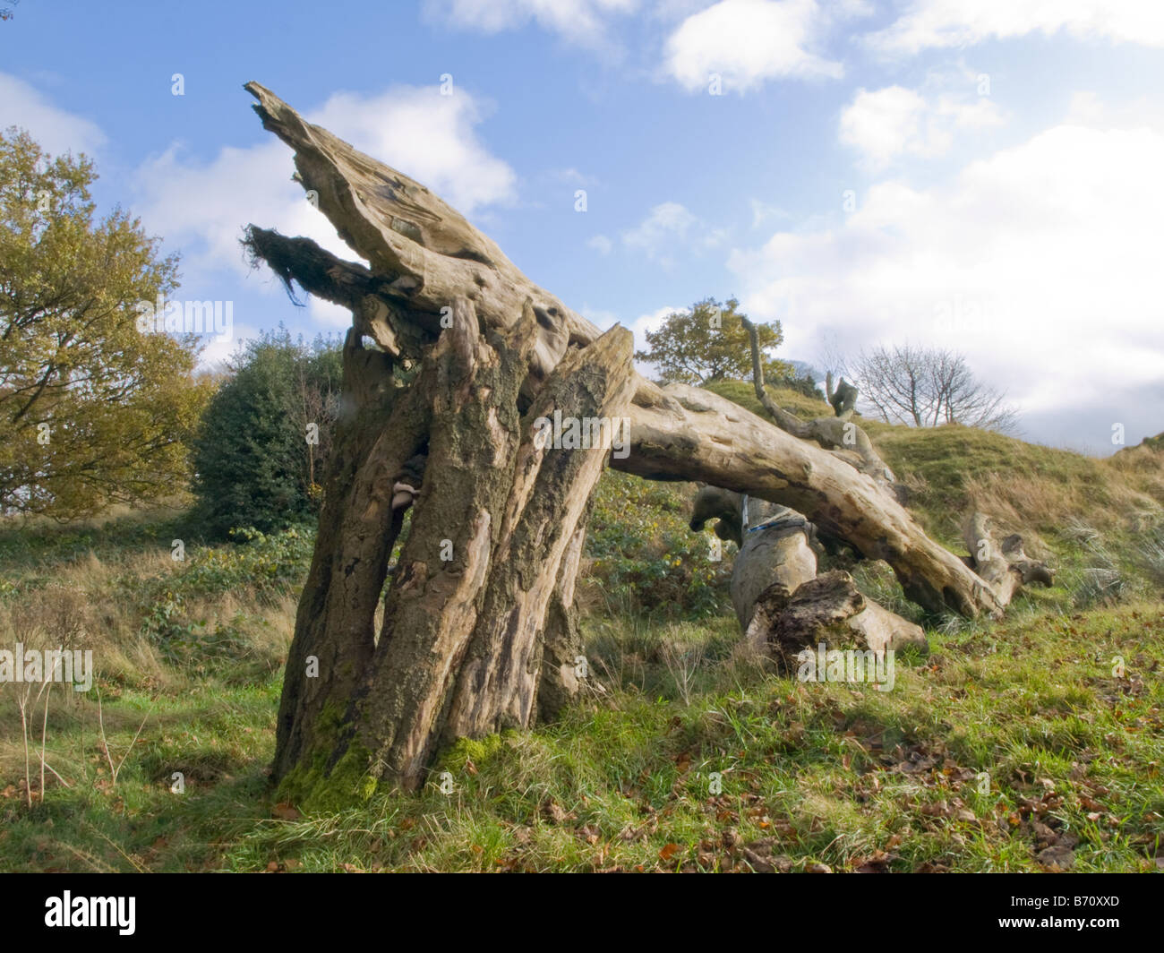 Broken Ecosystem High Resolution Stock Photography and Images - Alamy