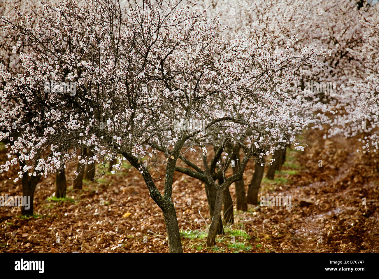 almendros en flor almond blossom Stock Photo - Alamy