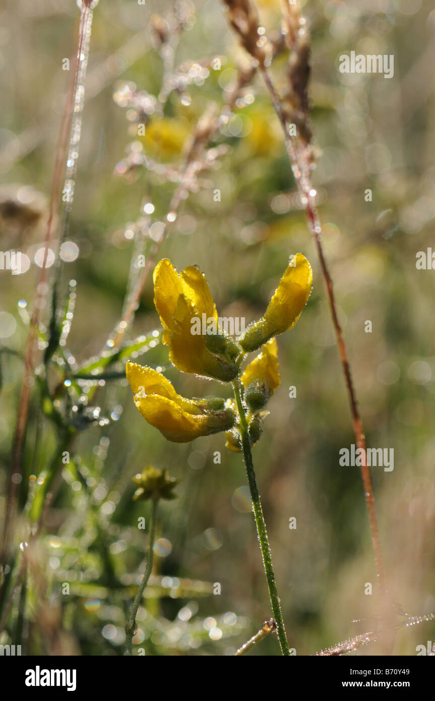 Birds foot trefoil hi-res stock photography and images - Alamy