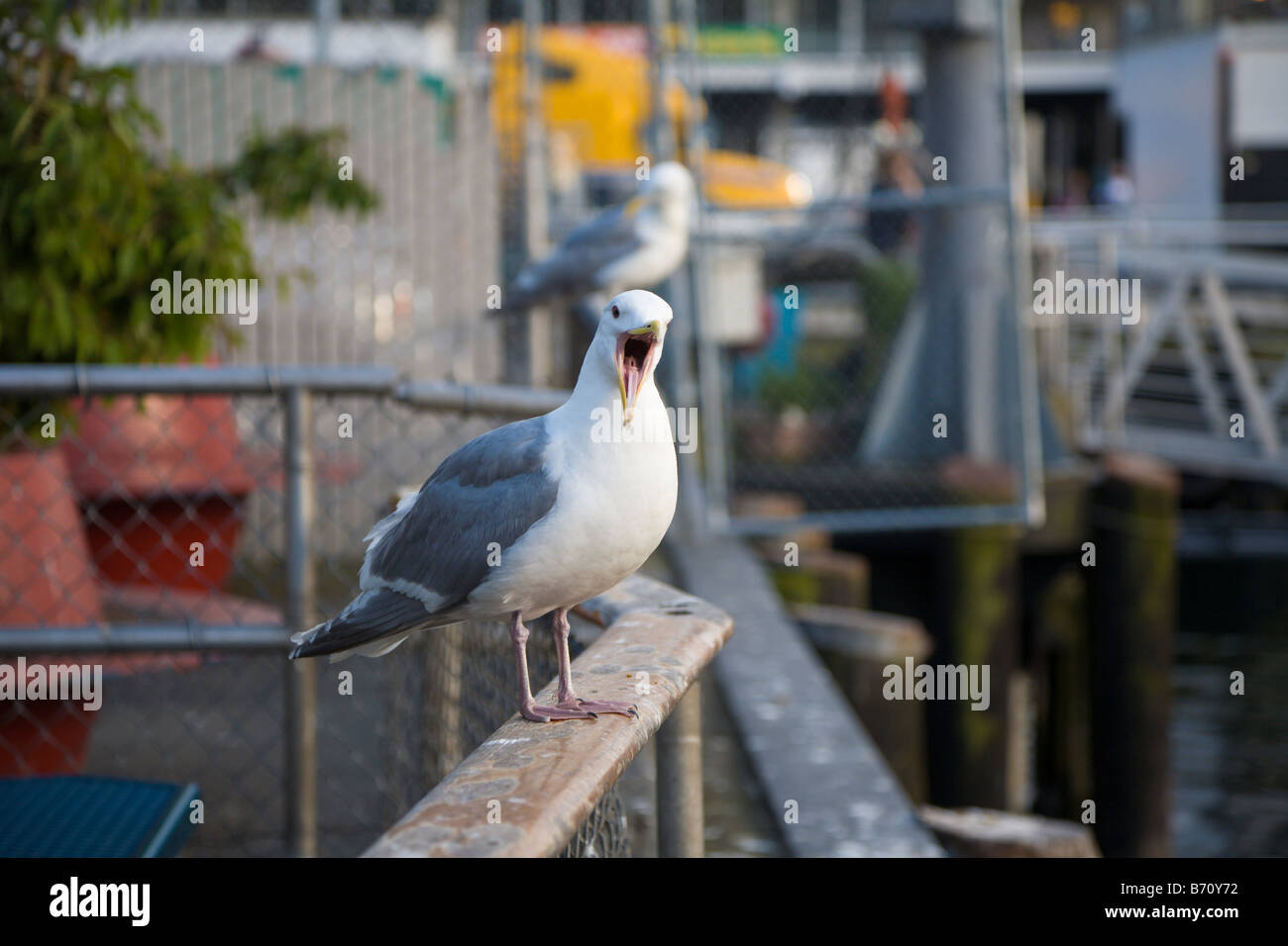Seagull perched on railing at alfresco seafood restaurant in the ...