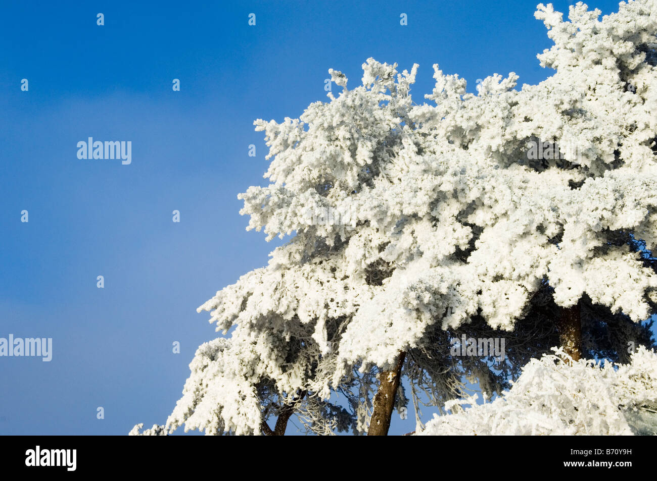 Frost on tree Stock Photo - Alamy
