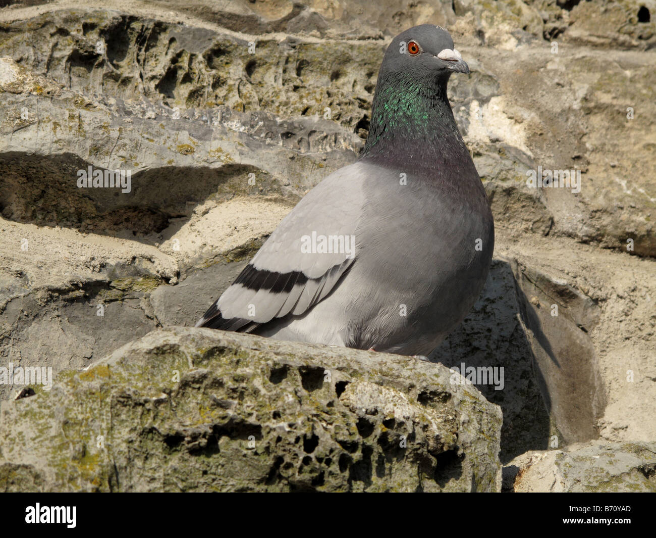 Rock dove uk hi-res stock photography and images - Alamy