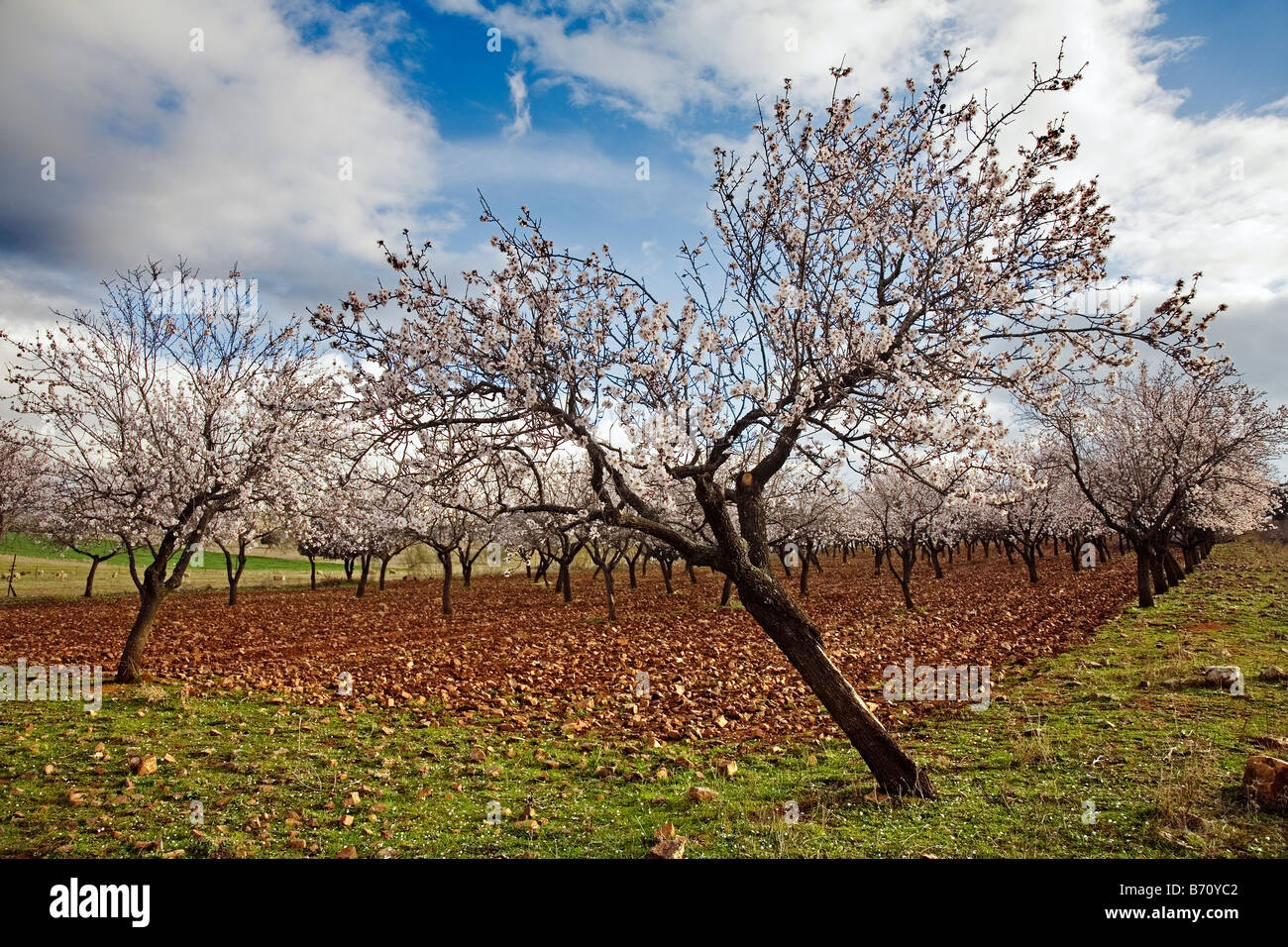 almendros en flor almond blossom Stock Photo - Alamy