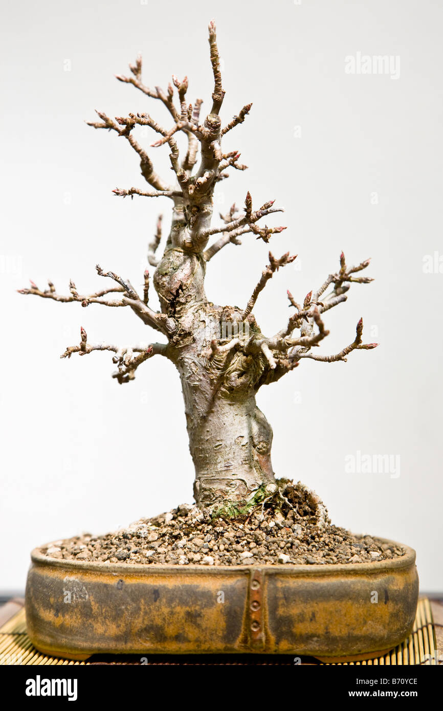 Botany bonsai hi-res stock photography and images - Alamy