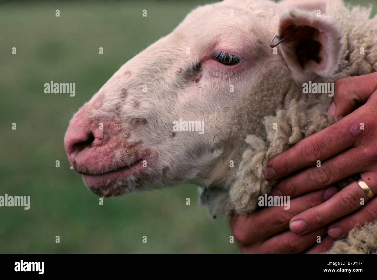 Orfe Fusiformis necrophorus a fungal infection around a sheeps nose ...