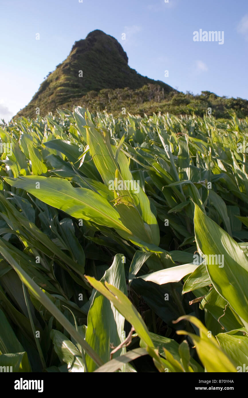 A view of Le Pouce peak near Port Louis, on the island of Mauritius, in ...