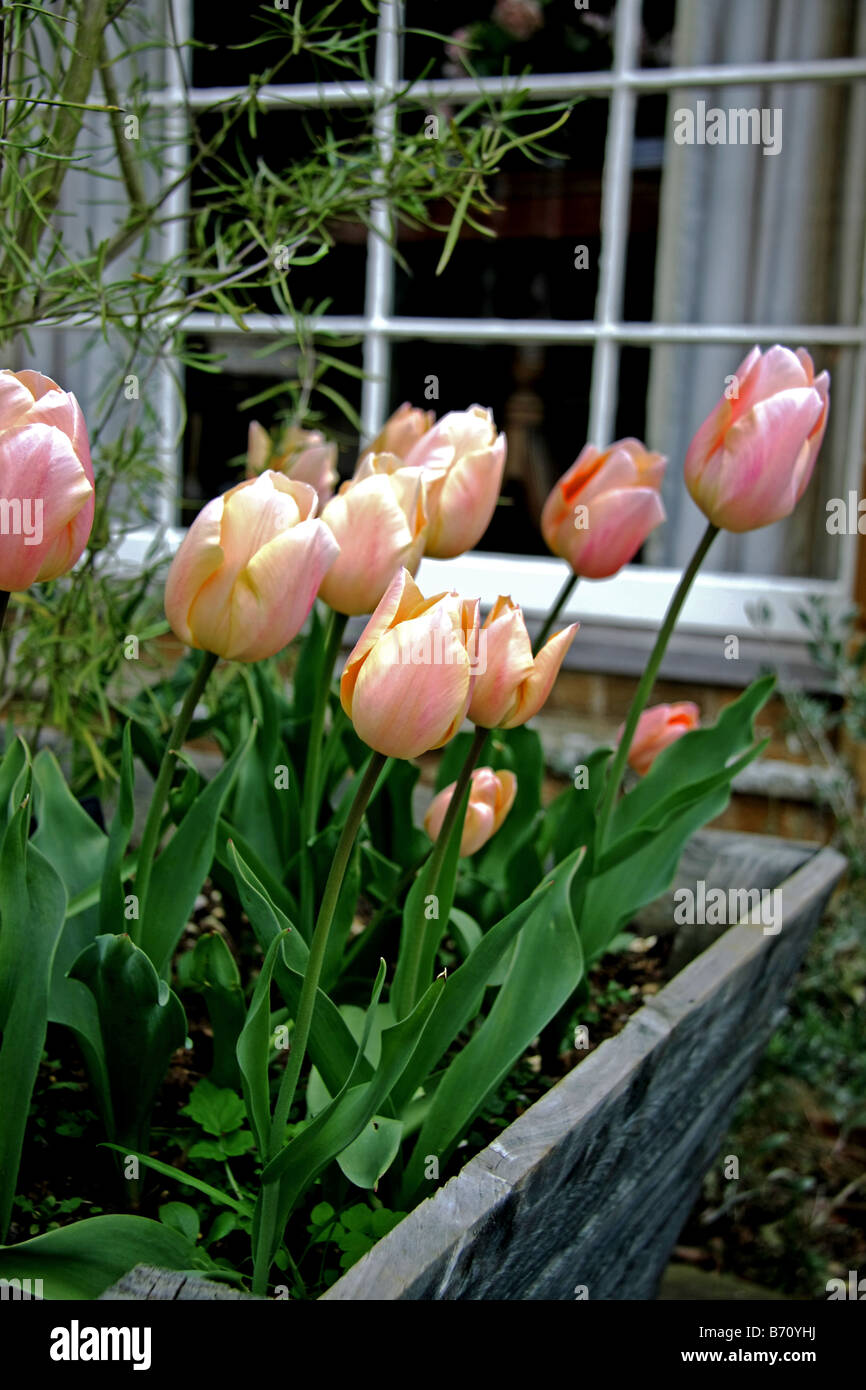 A display of spring tulips outside an elegant window Stock Photo - Alamy