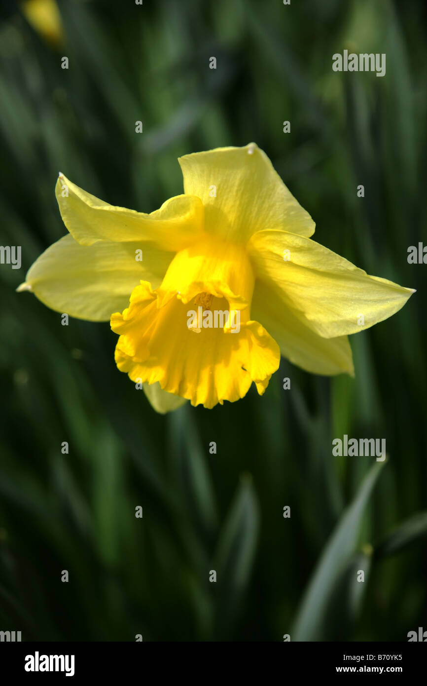 Daffodil garden container hi-res stock photography and images - Alamy